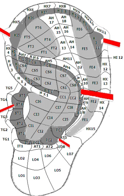 CONCEPTS OF AURICULOTHERAPY
